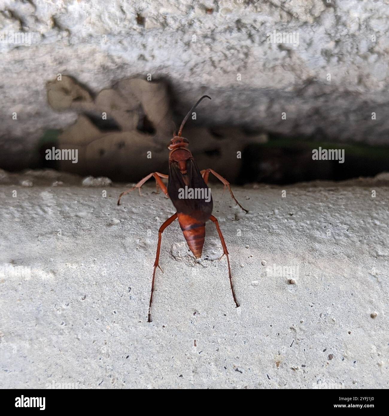 Rusty Spider Wasp (Tachypompilus ferrugineus Stock Photo - Alamy