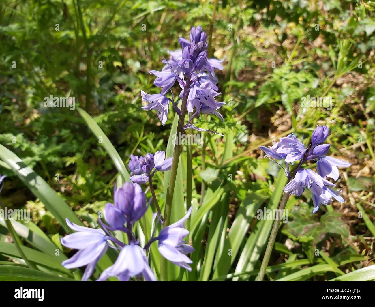 Spanish Bluebell (Hyacinthoides hispanica Stock Photo - Alamy