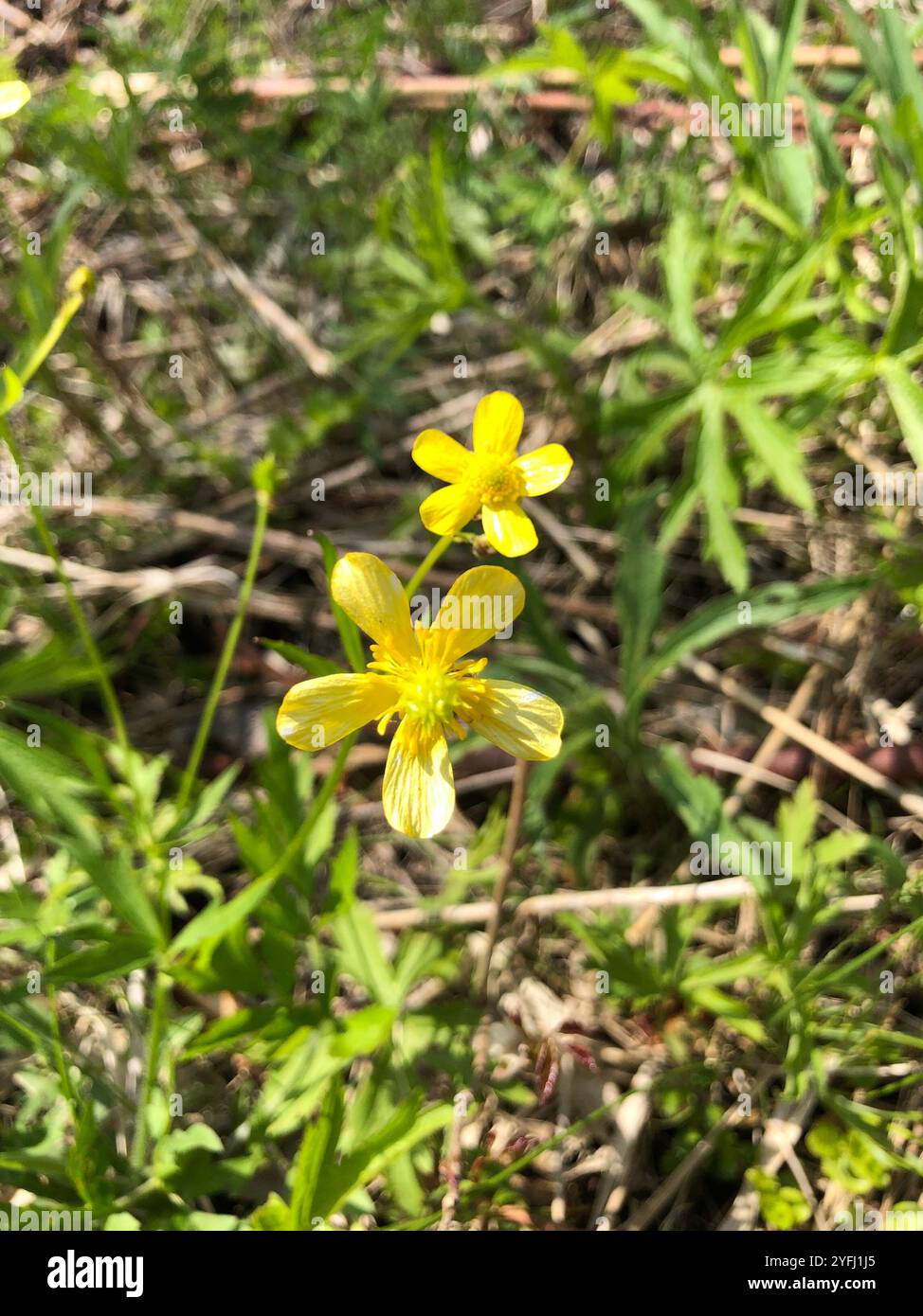 Early Buttercup (Ranunculus fascicularis Stock Photo - Alamy