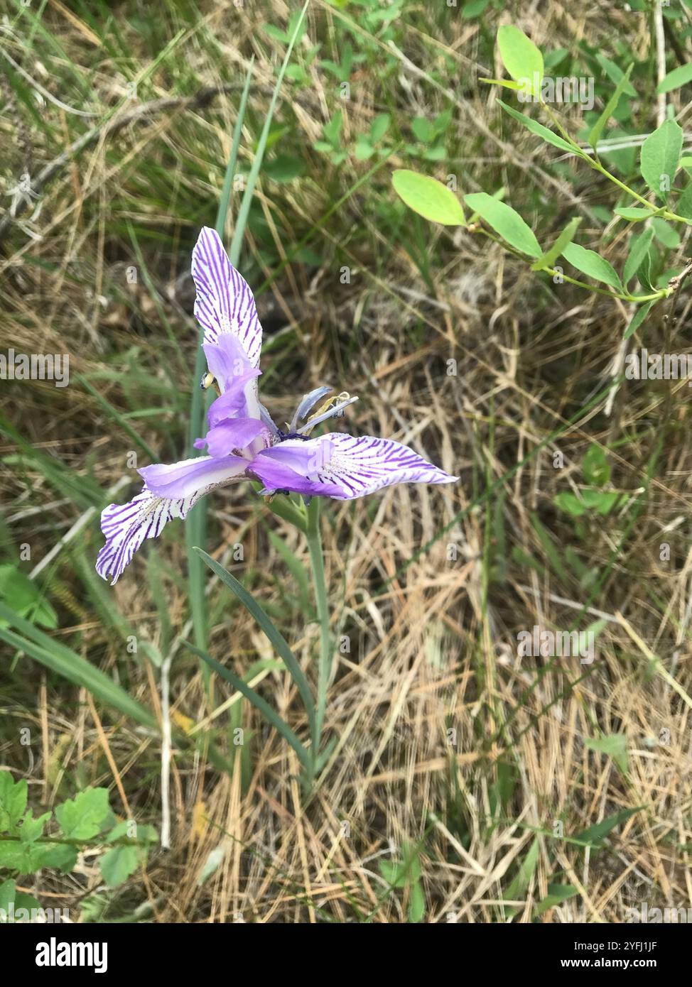 western blue flag (Iris missouriensis Stock Photo - Alamy