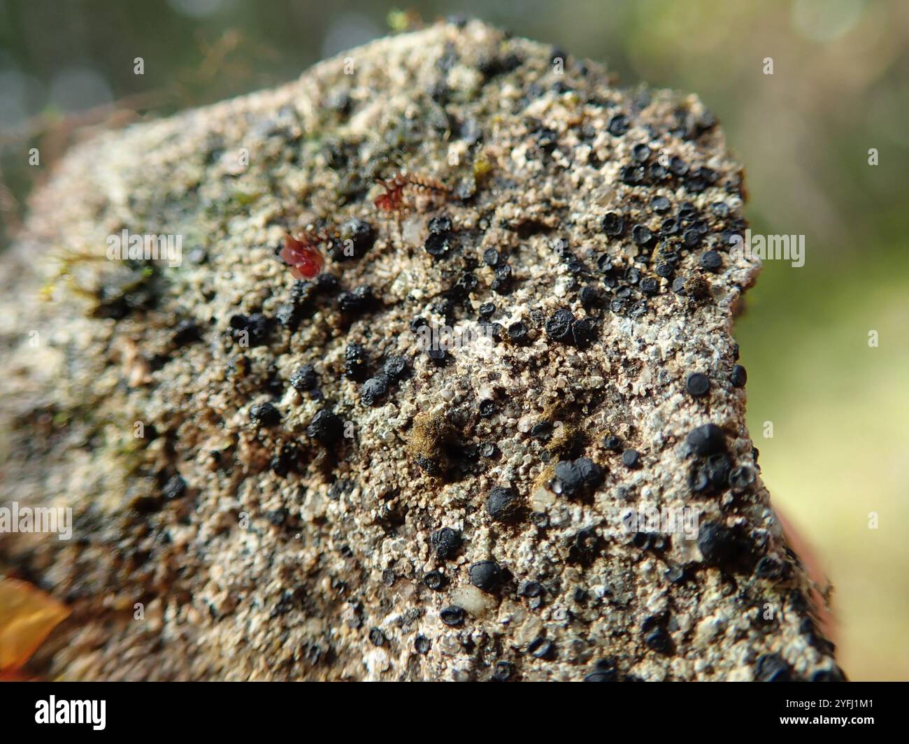 Concentric boulder lichen hi-res stock photography and images - Alamy