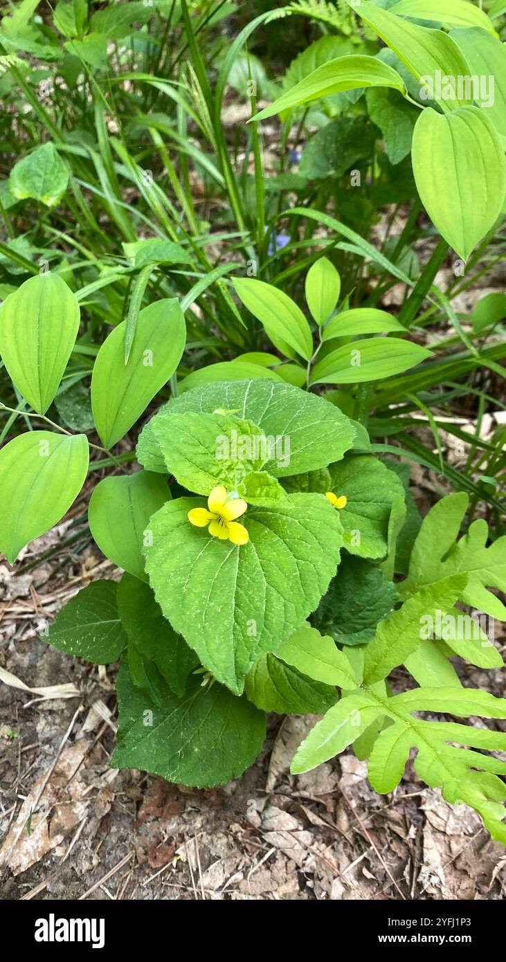 downy yellow violet (Viola pubescens Stock Photo - Alamy