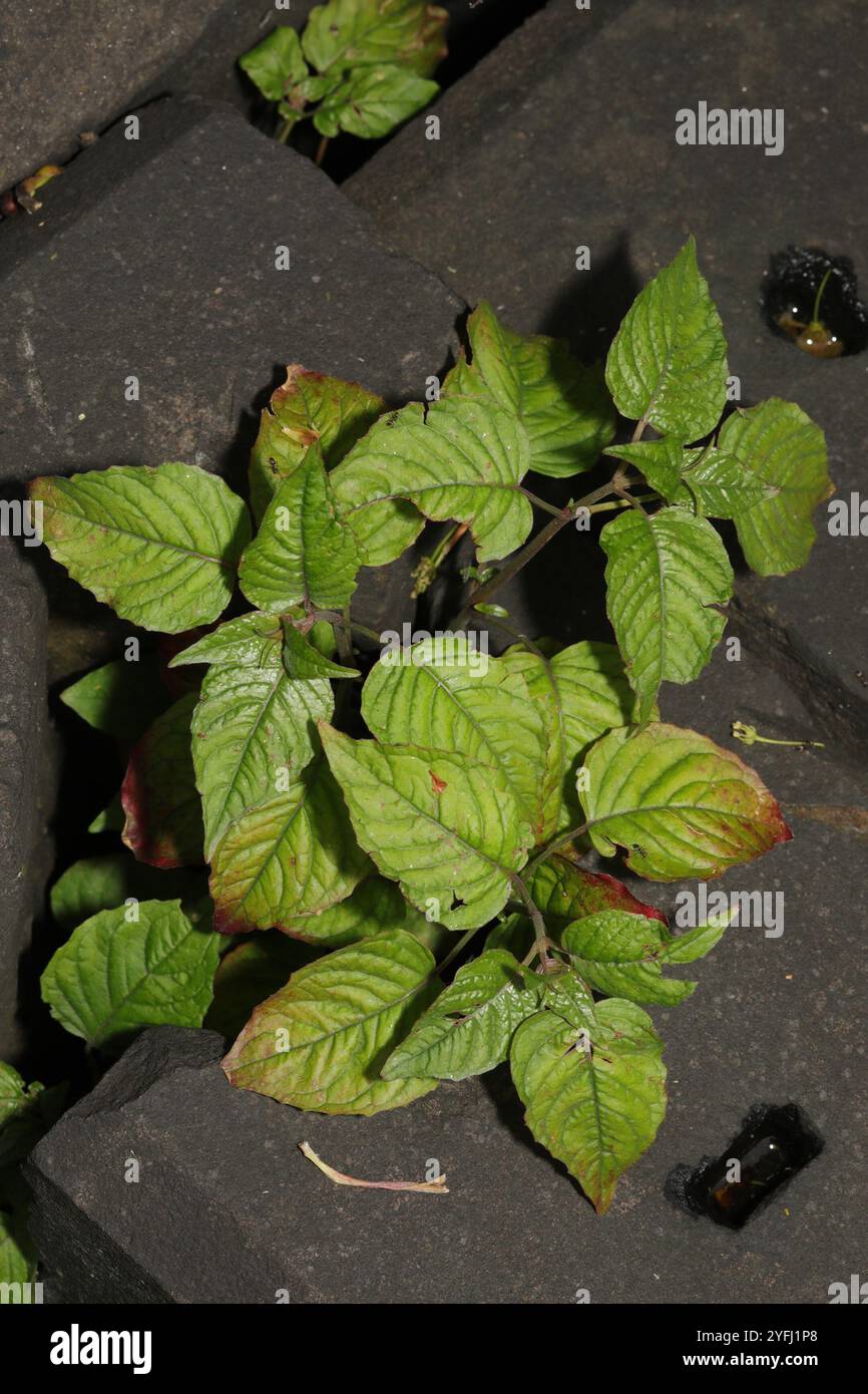 enchanter's-nightshade (Circaea lutetiana Stock Photo - Alamy
