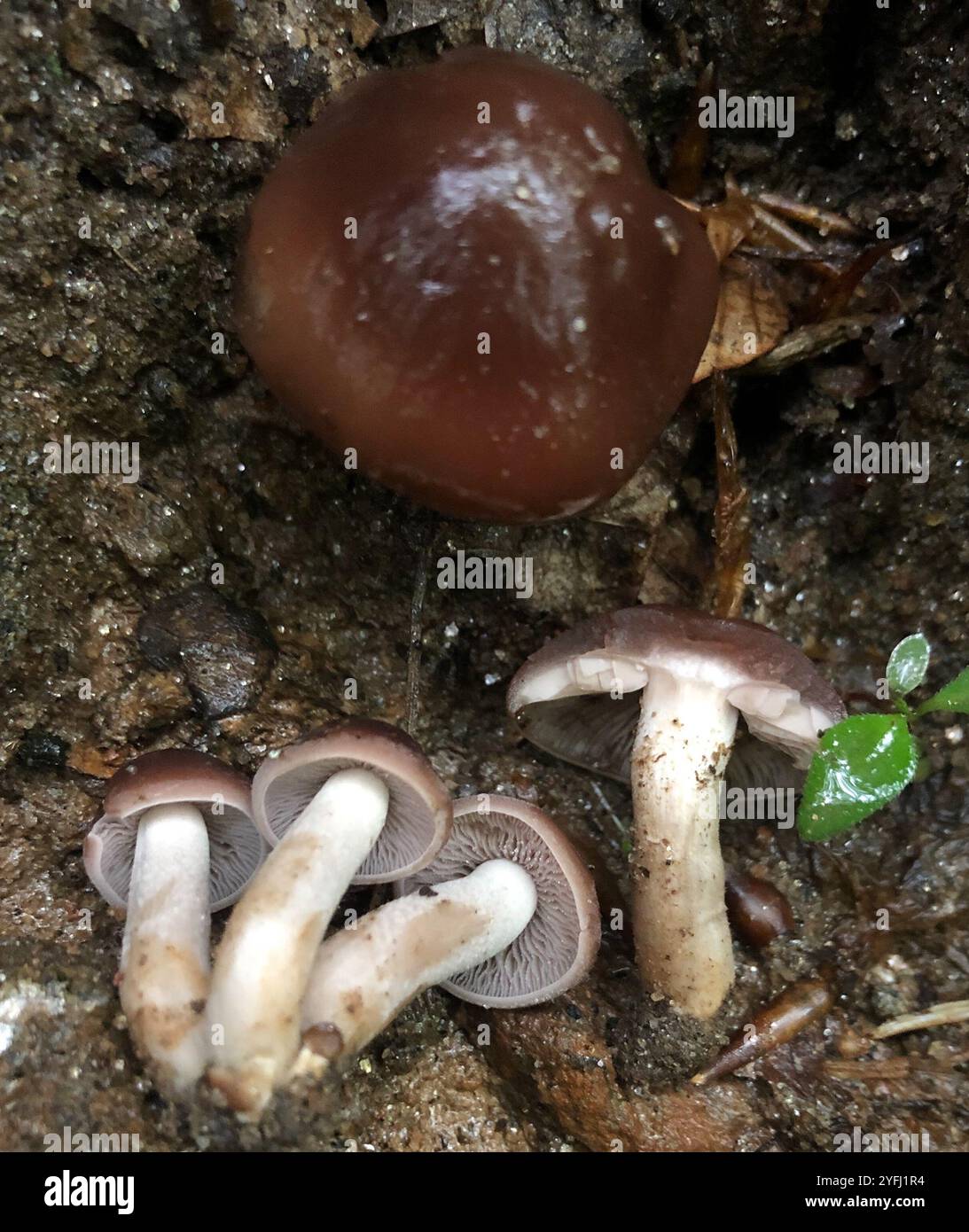 Spadiceum hi-res stock photography and images - Alamy