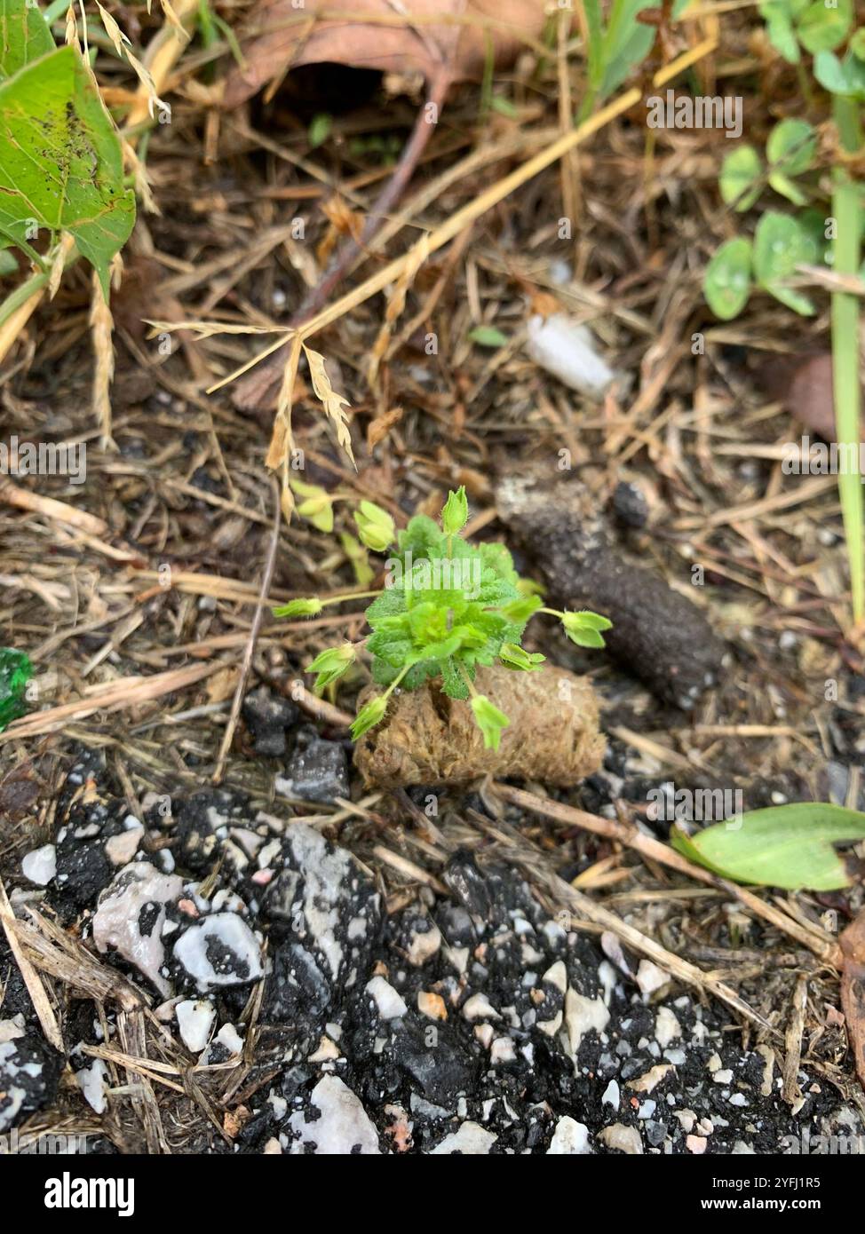 bird's-eye speedwell (Veronica persica Stock Photo - Alamy