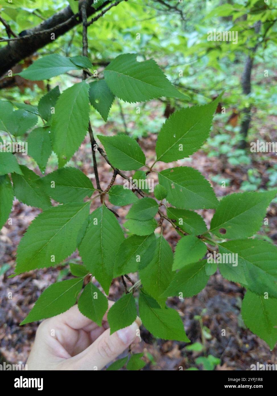 American plum (Prunus americana Stock Photo - Alamy