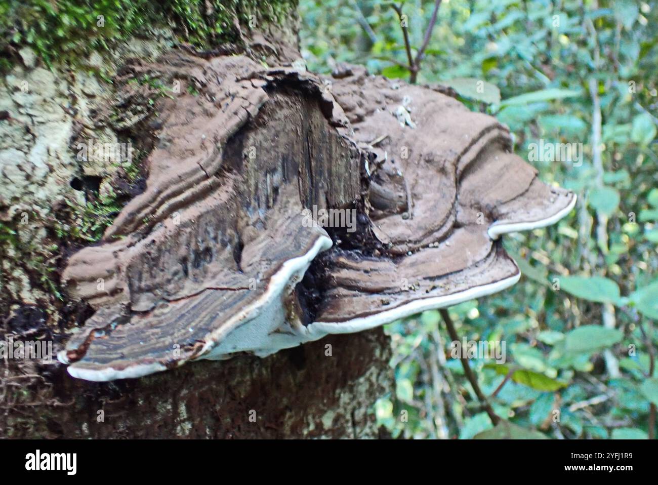 artist's bracket (Ganoderma applanatum Stock Photo - Alamy