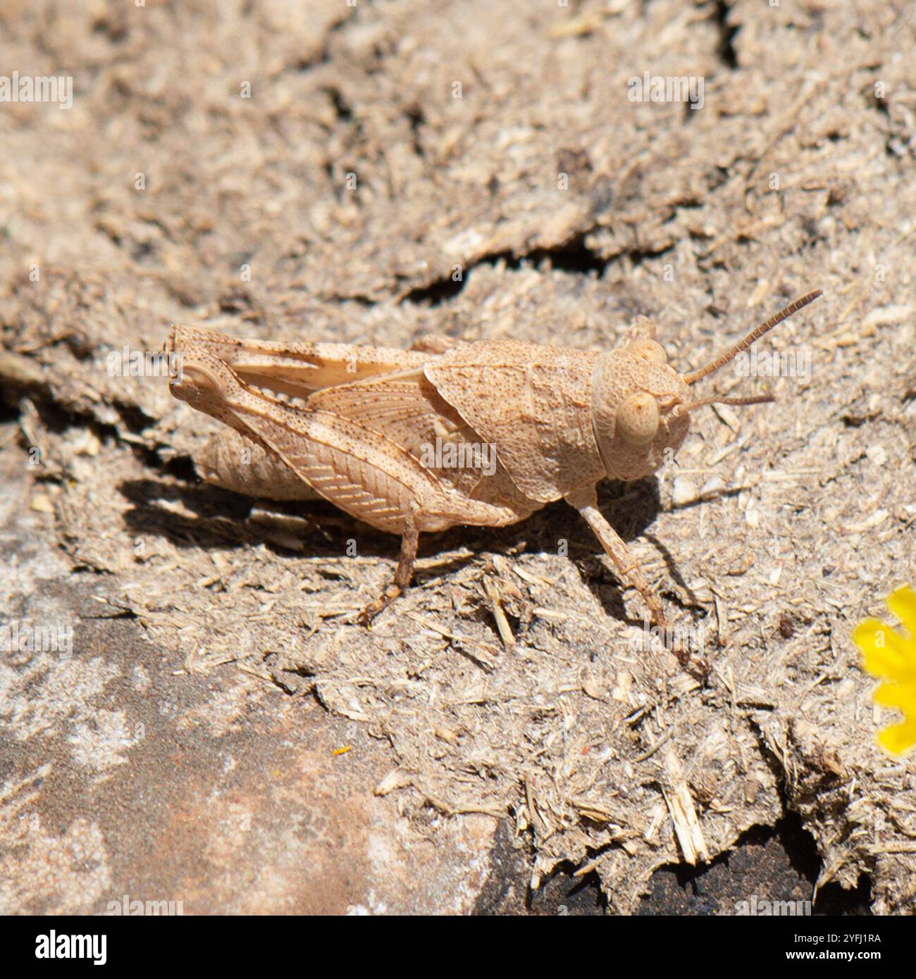 Blue-winged Grasshopper (Oedipoda caerulescens Stock Photo - Alamy