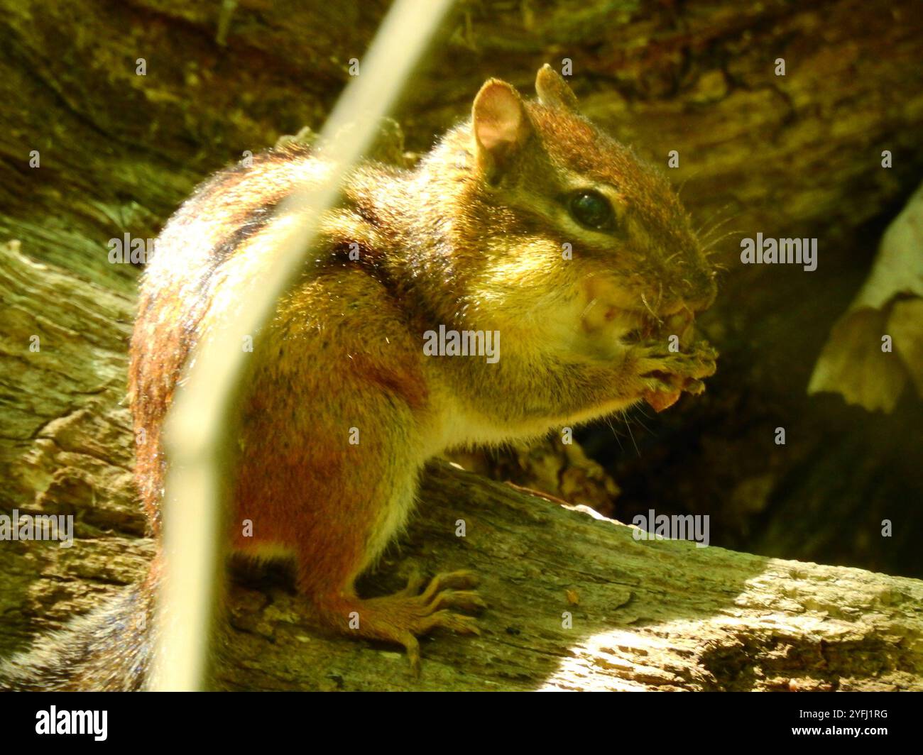 Eastern Chipmunk (Tamias striatus Stock Photo - Alamy