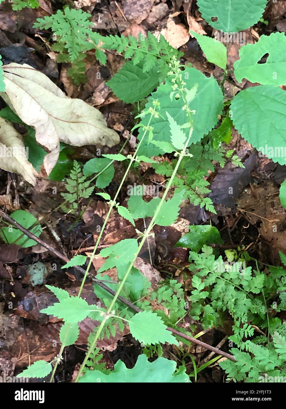 heartleaf nettle (Urtica chamaedryoides Stock Photo - Alamy