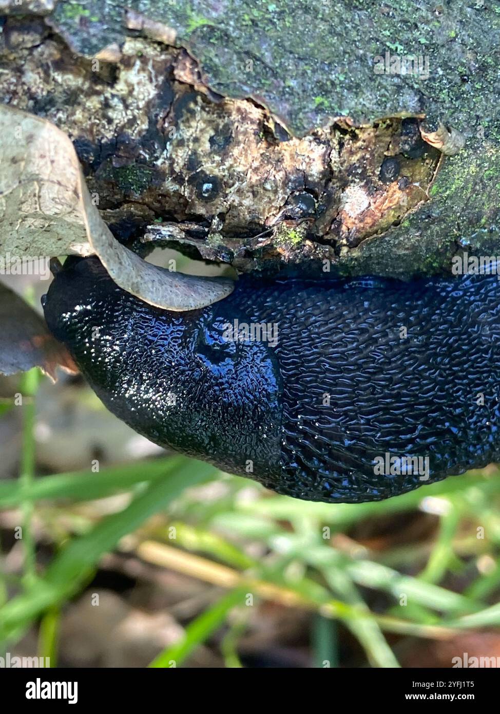 Ash black slug hi-res stock photography and images - Alamy