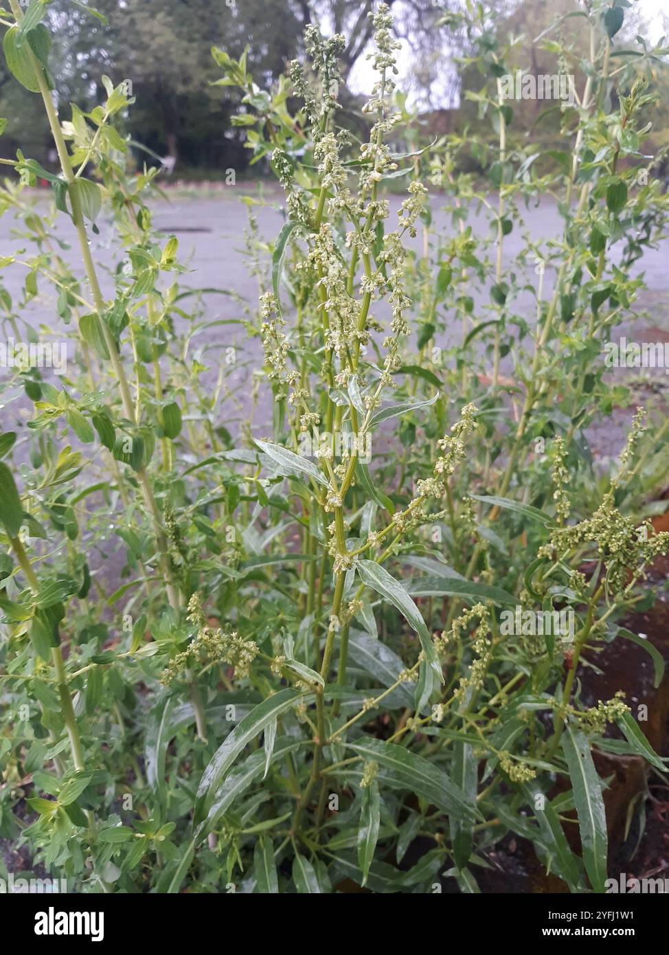Clustered Dock (Rumex conglomeratus Stock Photo - Alamy