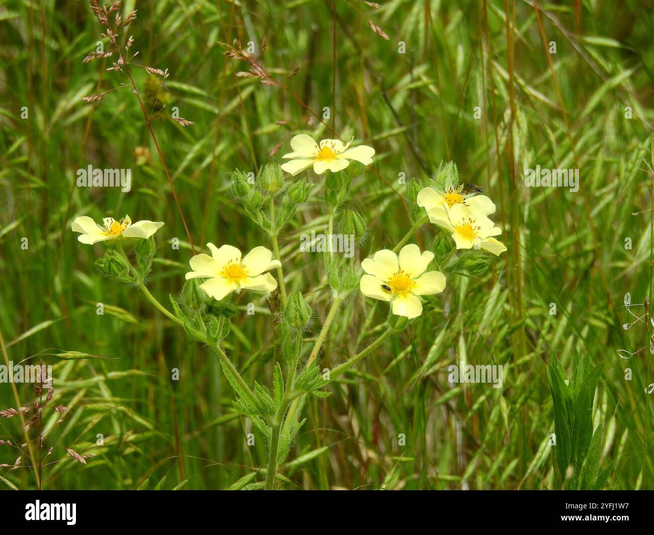 sulphur cinquefoil (Potentilla recta Stock Photo - Alamy