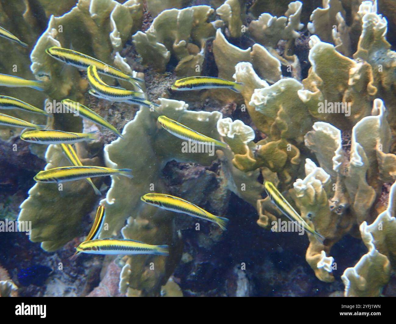 Caribbean Bluehead Wrasse (Thalassoma bifasciatum Stock Photo - Alamy