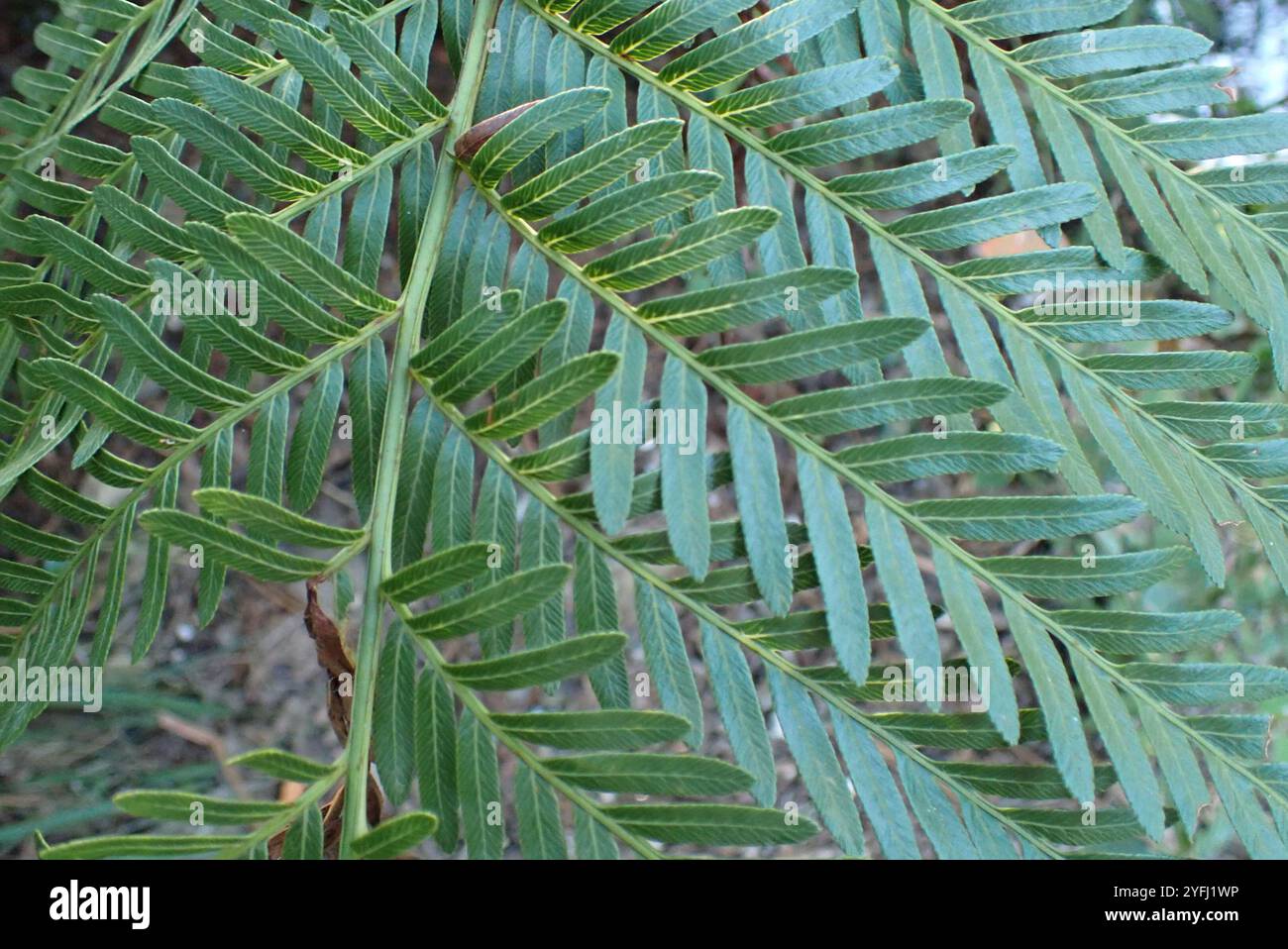 king fern (Todea barbara Stock Photo - Alamy