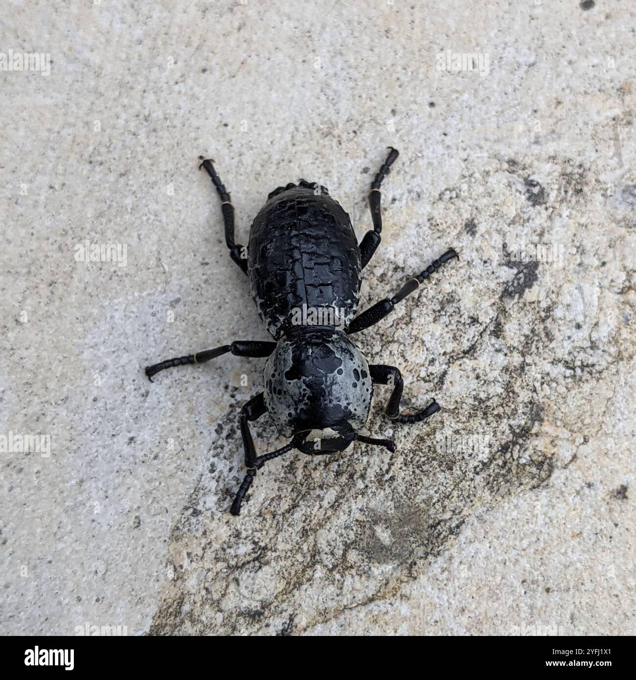 Texas ironclad beetle hi-res stock photography and images - Alamy