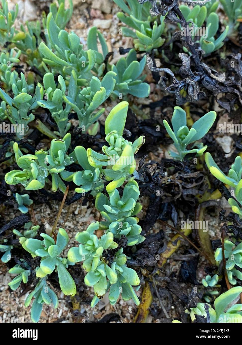 Heliotropium curassavicum hi-res stock photography and images - Alamy
