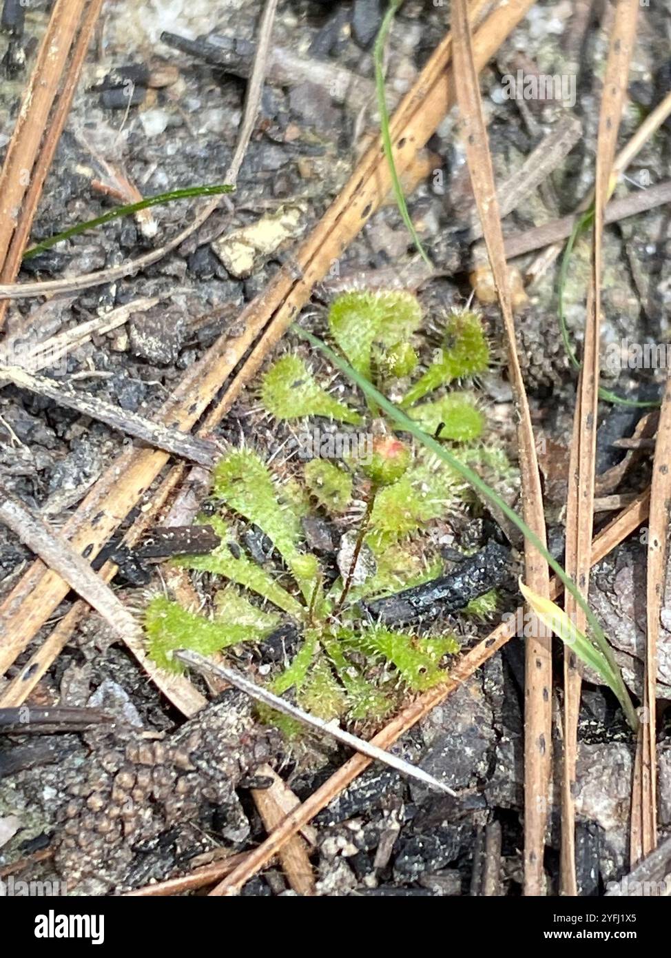 dwarf sundew (Drosera brevifolia Stock Photo - Alamy