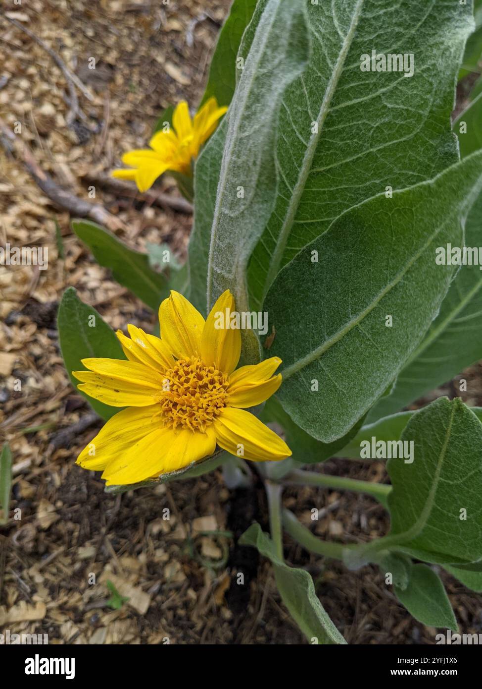 Wyethia mollis hi-res stock photography and images - Alamy
