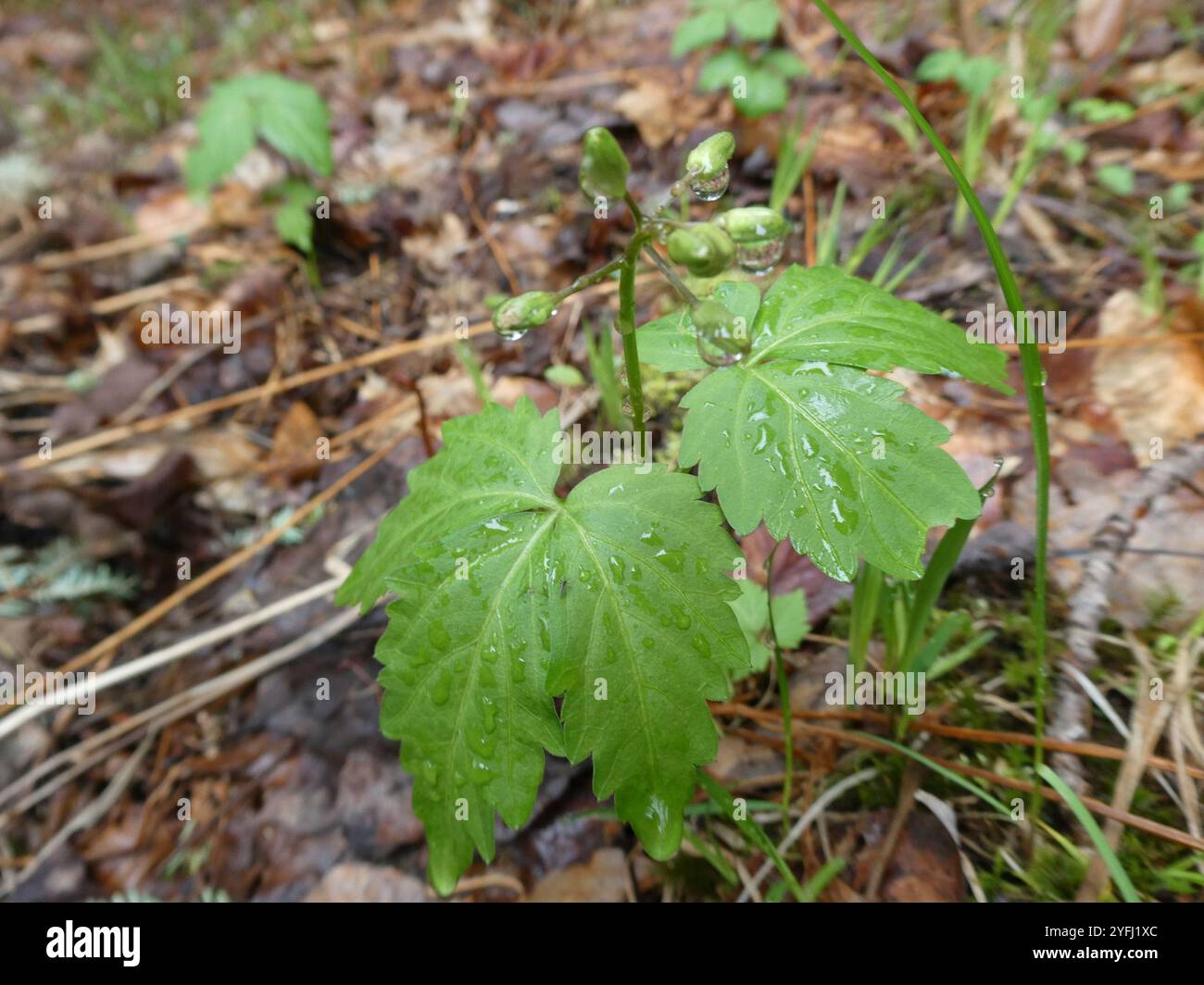 Two-leaved Toothwort (Cardamine diphylla Stock Photo - Alamy