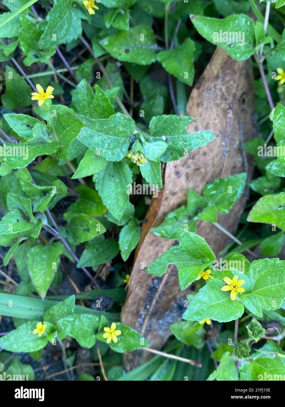 straggler daisy (Calyptocarpus vialis Stock Photo - Alamy