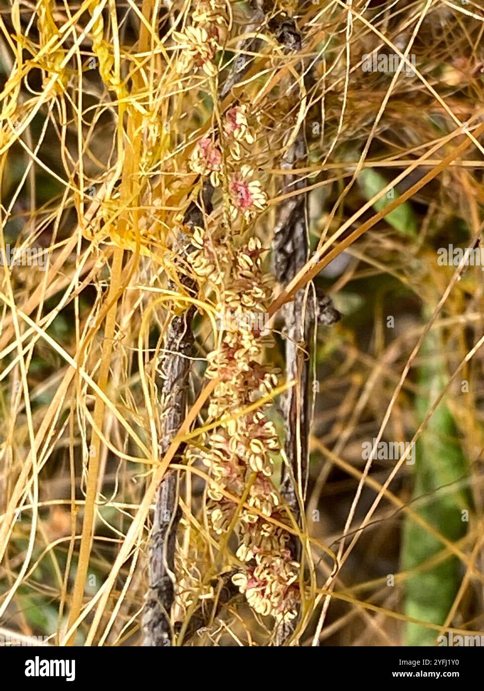 California dodder (Cuscuta californica Stock Photo - Alamy