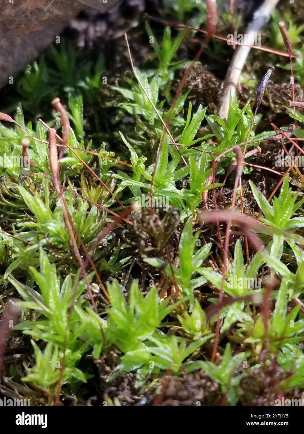Catherine's moss (Atrichum undulatum Stock Photo - Alamy