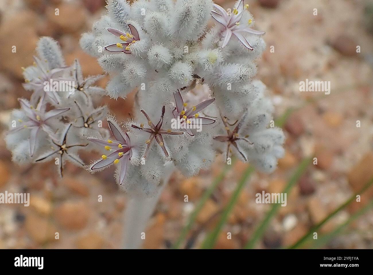 Lambstail (Lanaria lanata Stock Photo - Alamy