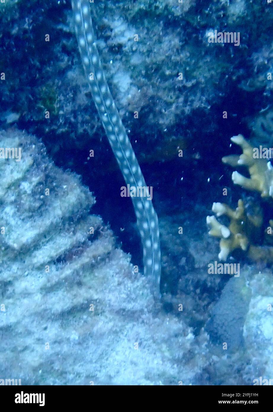 Sharptail Eel (Myrichthys breviceps Stock Photo - Alamy