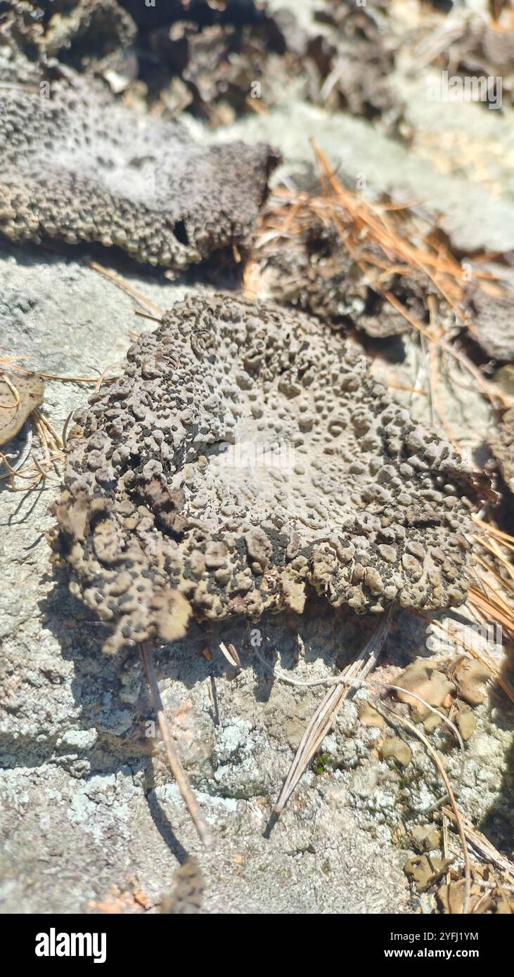 Common Toadskin Lichen (Lasallia papulosa Stock Photo - Alamy
