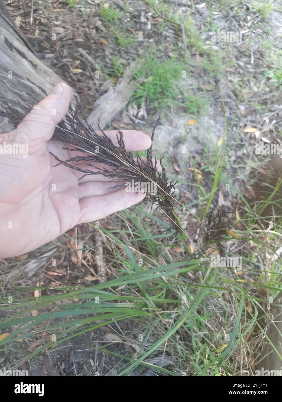 Thatch Saw-sedge (Gahnia radula Stock Photo - Alamy