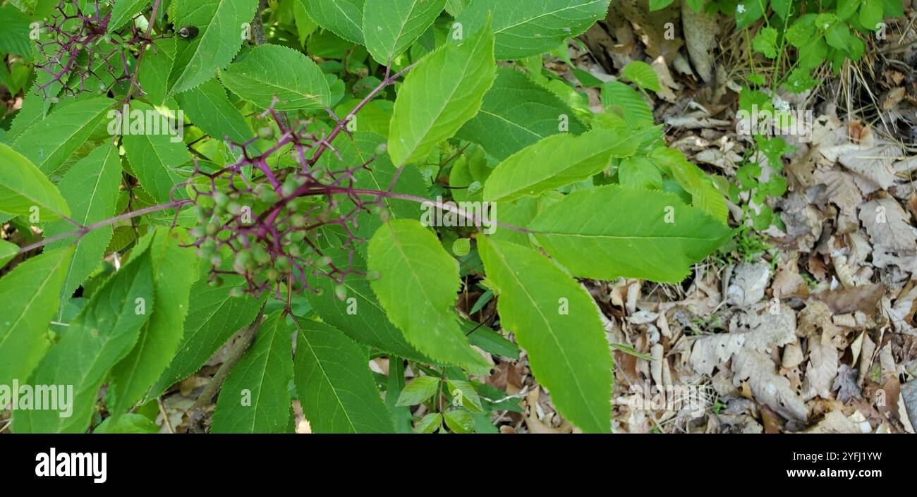 Eastern Red Elder (Sambucus racemosa pubens Stock Photo - Alamy
