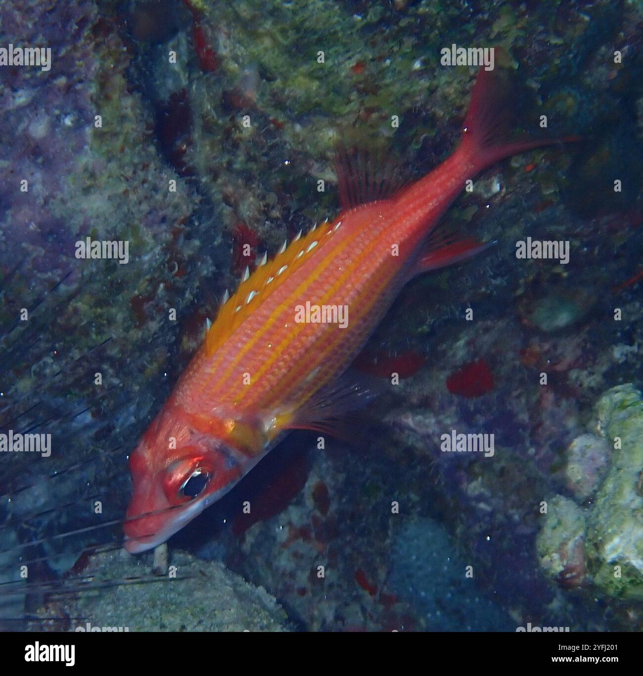 Caribbean Longjaw Squirrelfish (Neoniphon marianus Stock Photo - Alamy