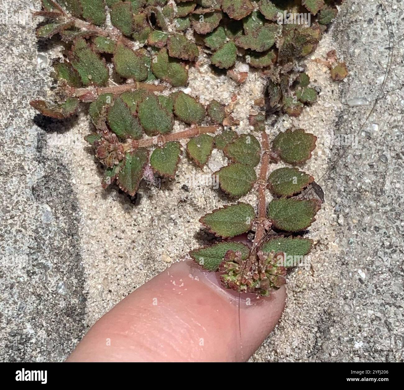Florida Hammock Sandmat (Euphorbia ophthalmica Stock Photo - Alamy