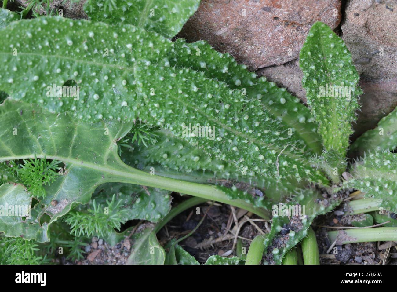 bristly oxtongue (Helminthotheca echioides Stock Photo - Alamy