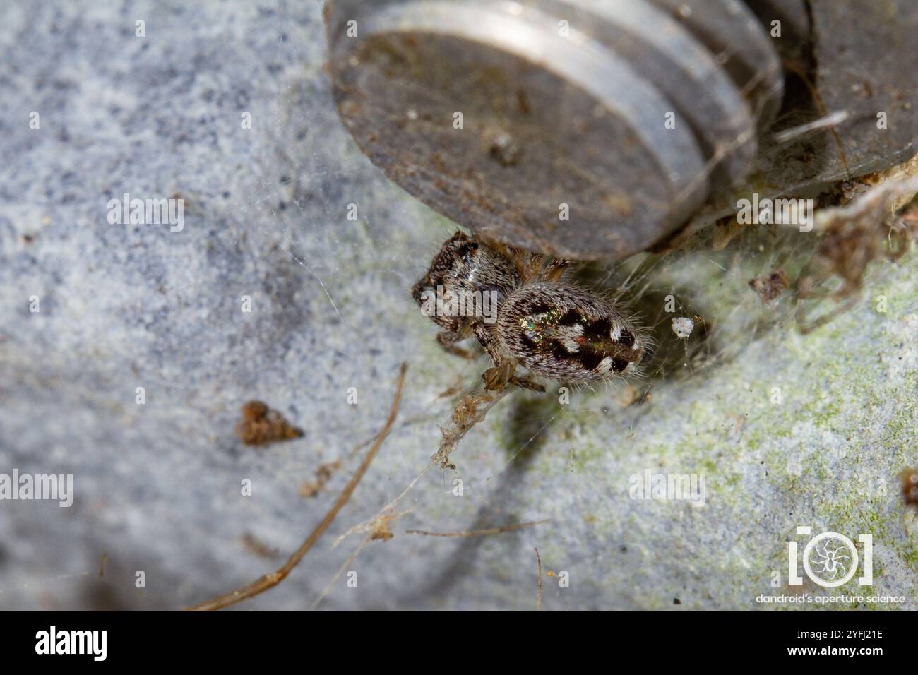 canopy jumping spider (Phidippus otiosus Stock Photo - Alamy