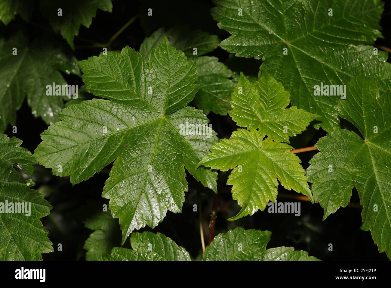 sycamore maple (Acer pseudoplatanus Stock Photo - Alamy