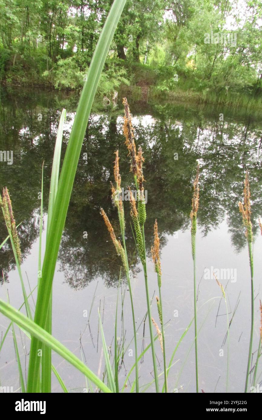 slender tufted-sedge (Carex acuta Stock Photo - Alamy