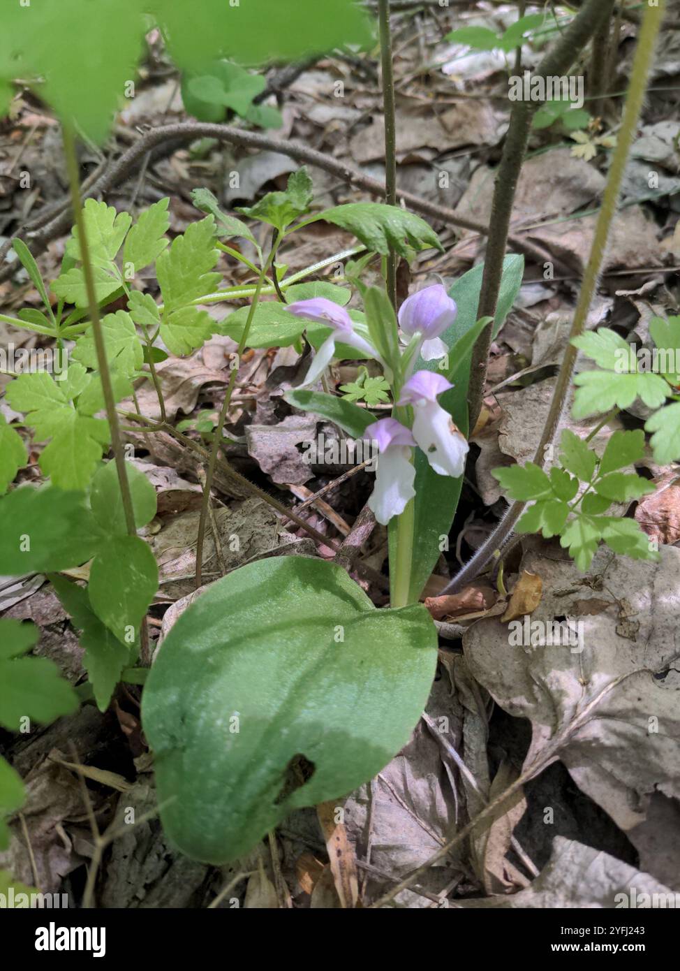 showy orchis (Galearis spectabilis Stock Photo - Alamy