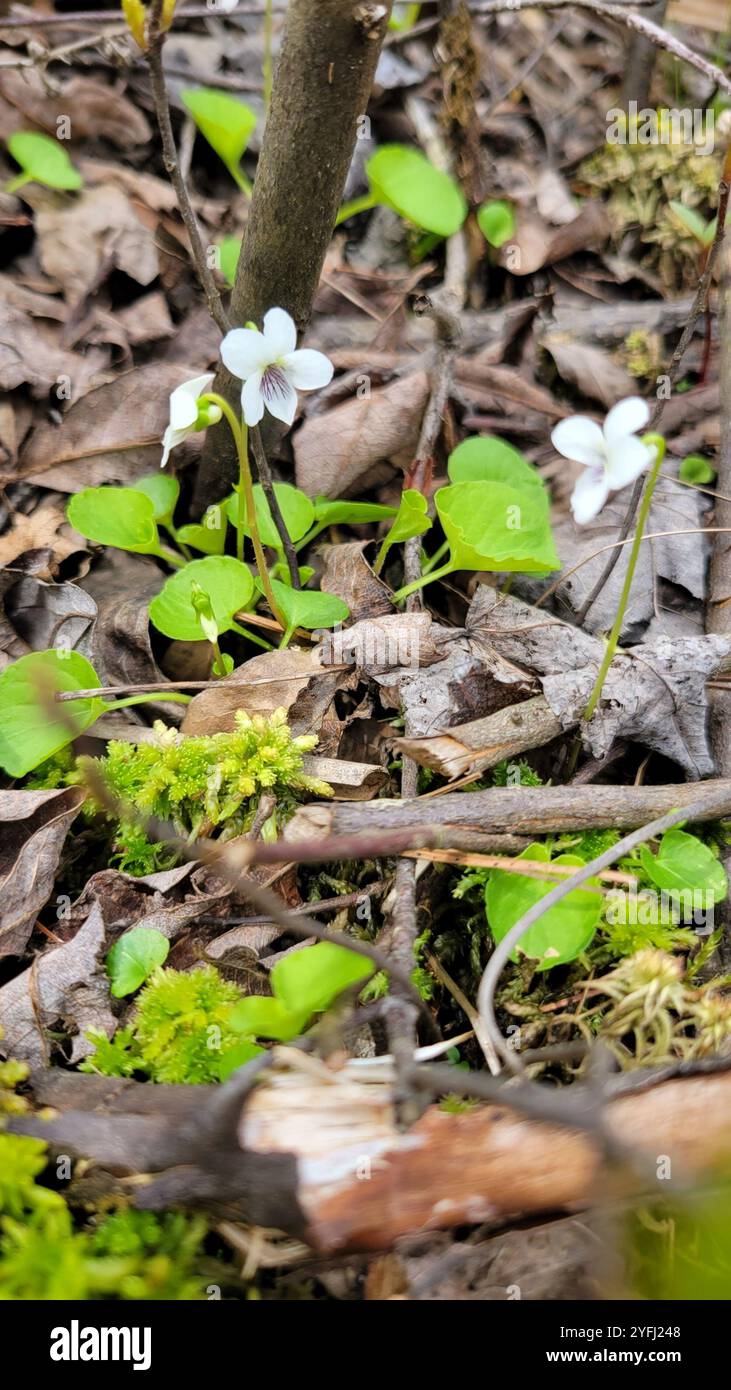 northern white violet (Viola minuscula Stock Photo - Alamy