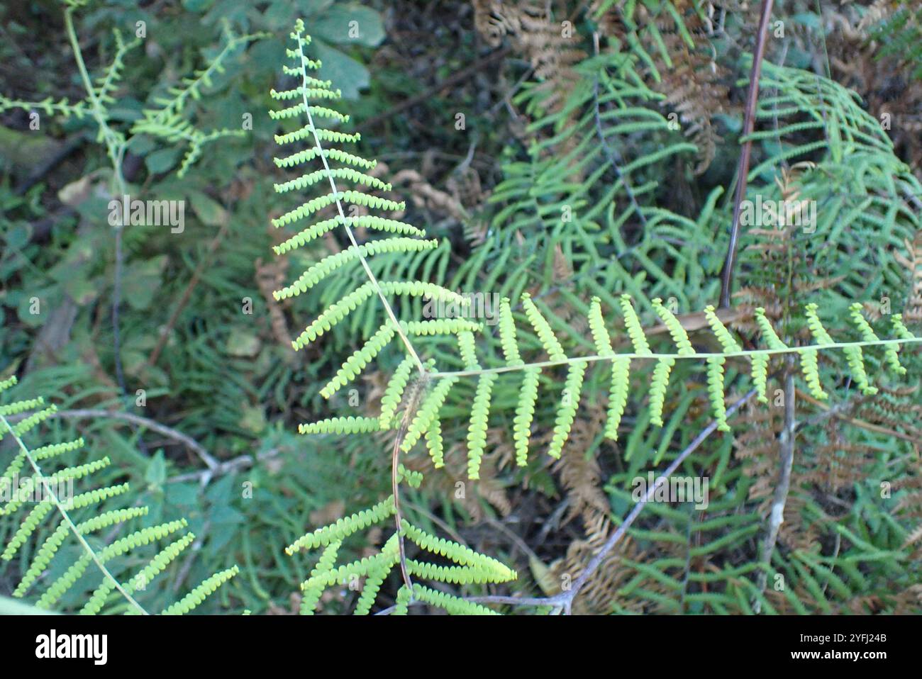 Coral Fern (Gleichenia polypodioides Stock Photo - Alamy