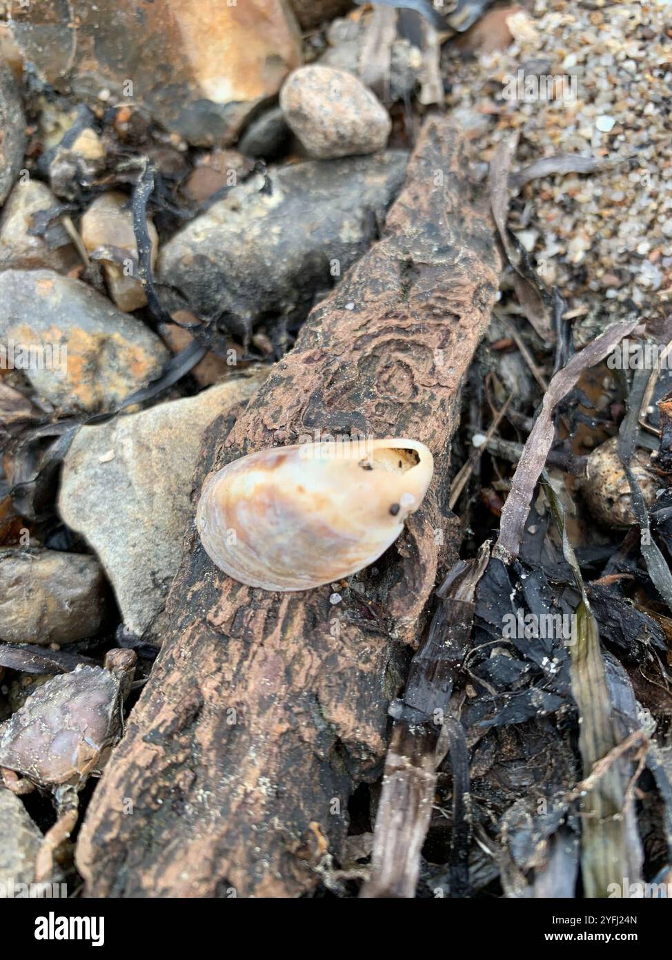 Common Atlantic Slippersnail (Crepidula fornicata Stock Photo - Alamy