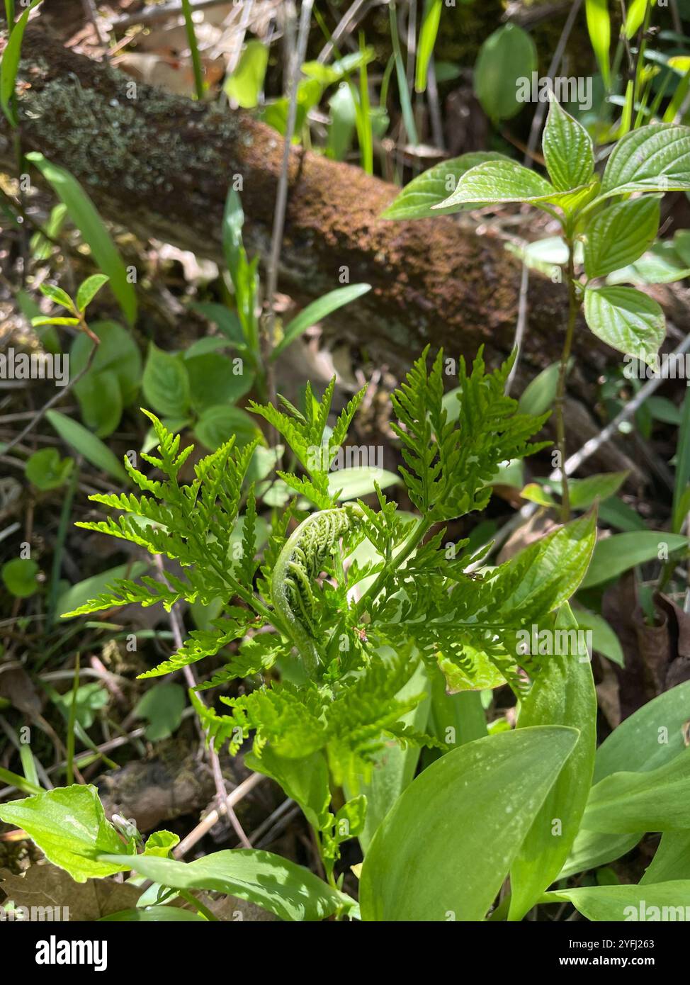 rattlesnake fern (Botrypus virginianus Stock Photo - Alamy