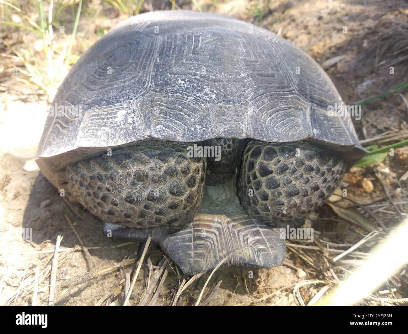Gopher Tortoise (Gopherus polyphemus Stock Photo - Alamy