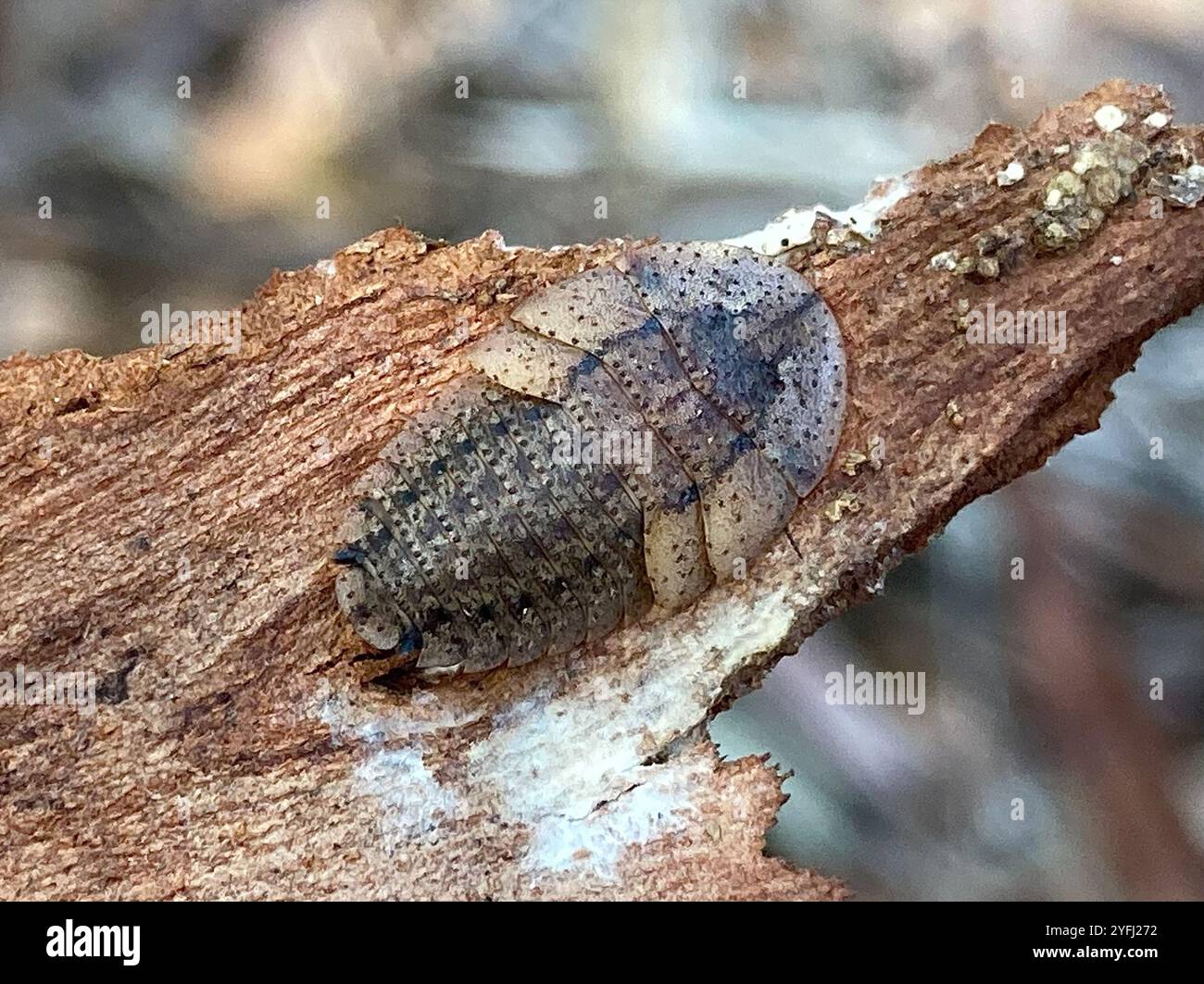 Cockroaches and Termites (Blattodea Stock Photo - Alamy