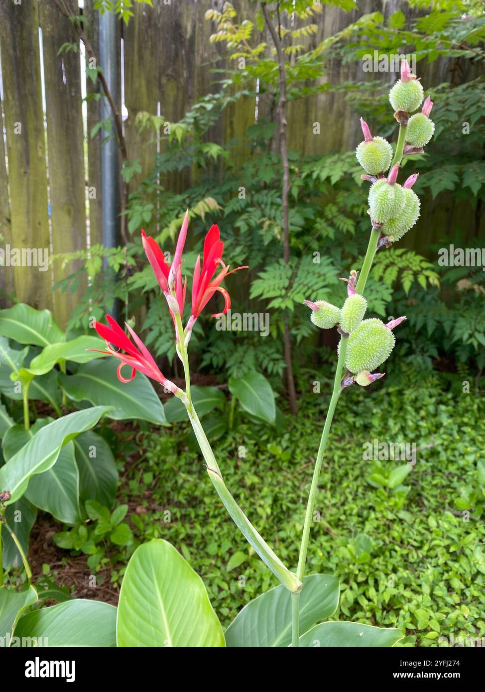 Indian shot (Canna indica Stock Photo - Alamy