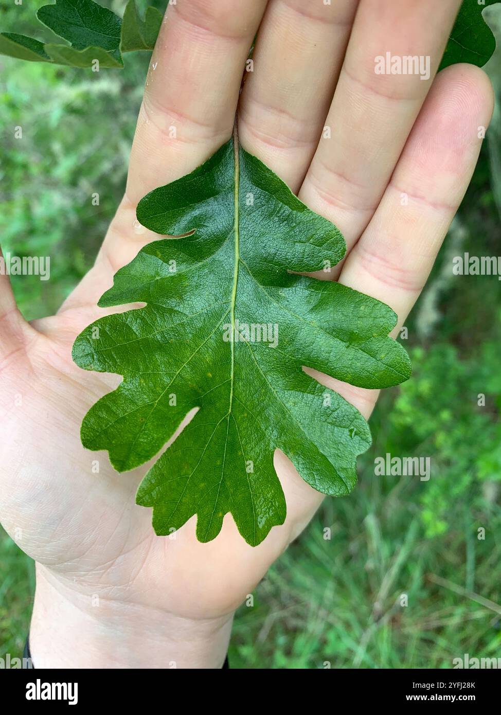 Oregon oak (Quercus garryana Stock Photo - Alamy