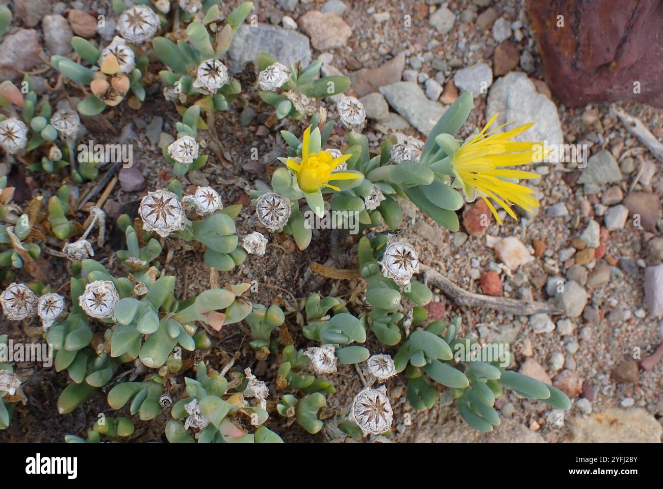 rocky point ice plant (Malephora lutea Stock Photo - Alamy