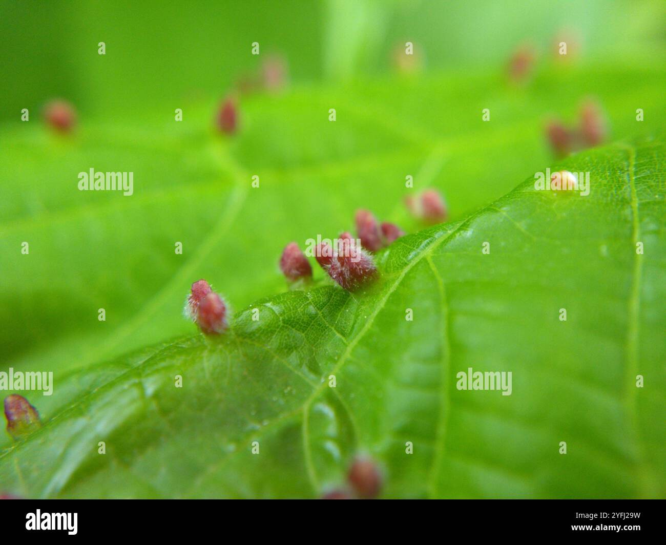 Gall and Rust Mites (Eriophyidae Stock Photo - Alamy
