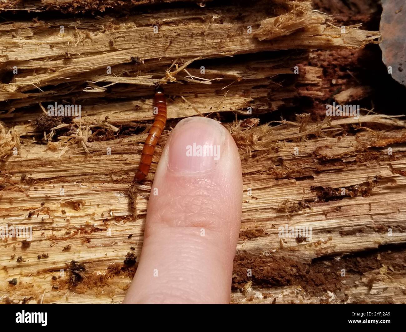 Water, Rove, Scarab, Long-horned, Leaf, and Snout Beetles (Polyphaga ...